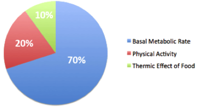 What is Metabolism and Why Does It Matter?